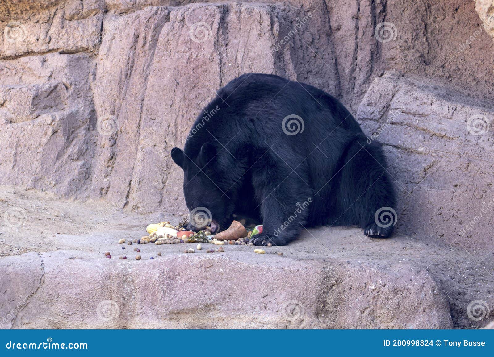 Hungry Black Bear stock photo. Image of nature, fauna - 200998824