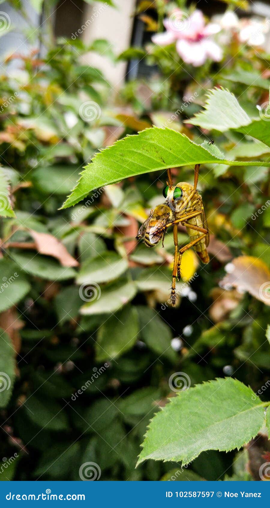 Hungry Bug stock image. Image of wild, outdoor, eating - 102587597