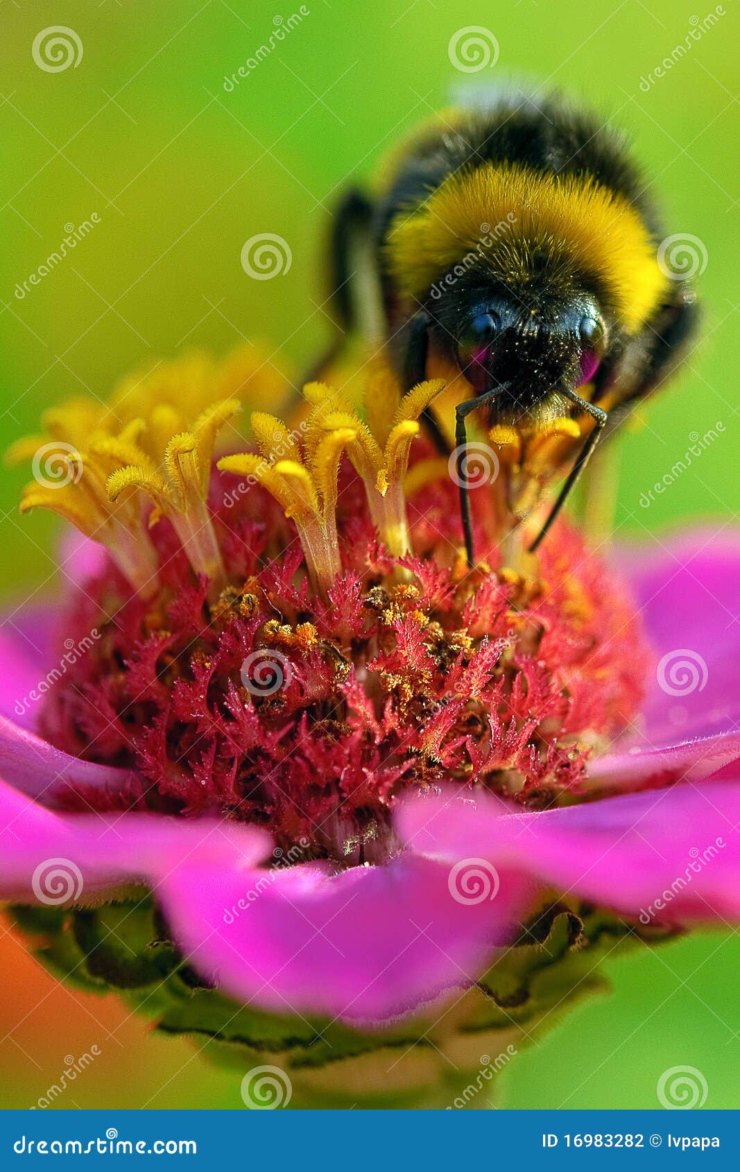 Hungry Bumble Bee stock photo. Image of shot, animals - 16983282