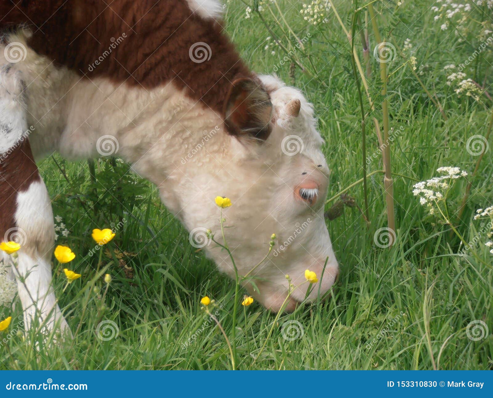 Hungry Calf stock photo. Image of meadow, grass, calf - 153310830