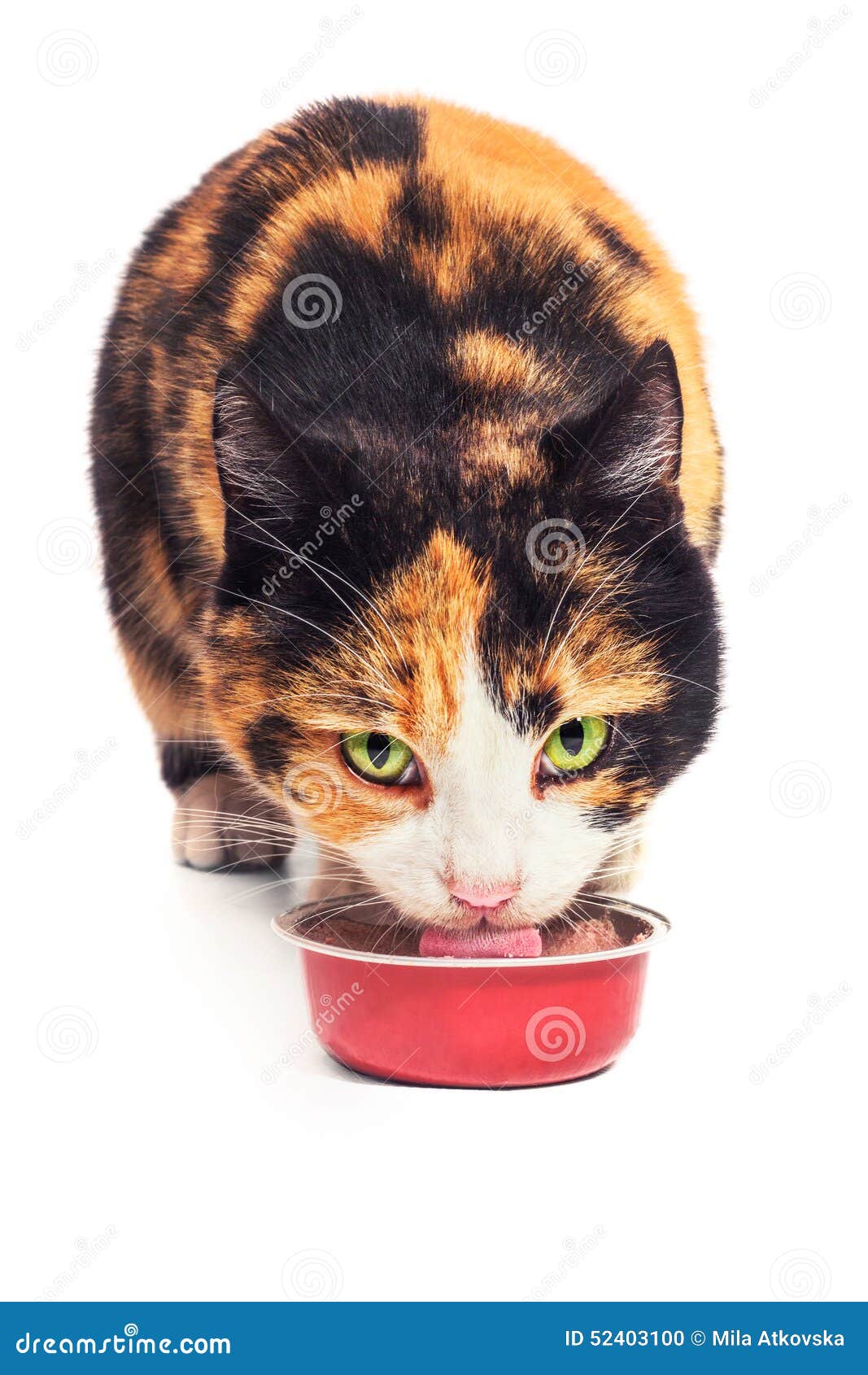 Hungry Calico Cat Isolated on White Stock Photo - Image of eyes ...