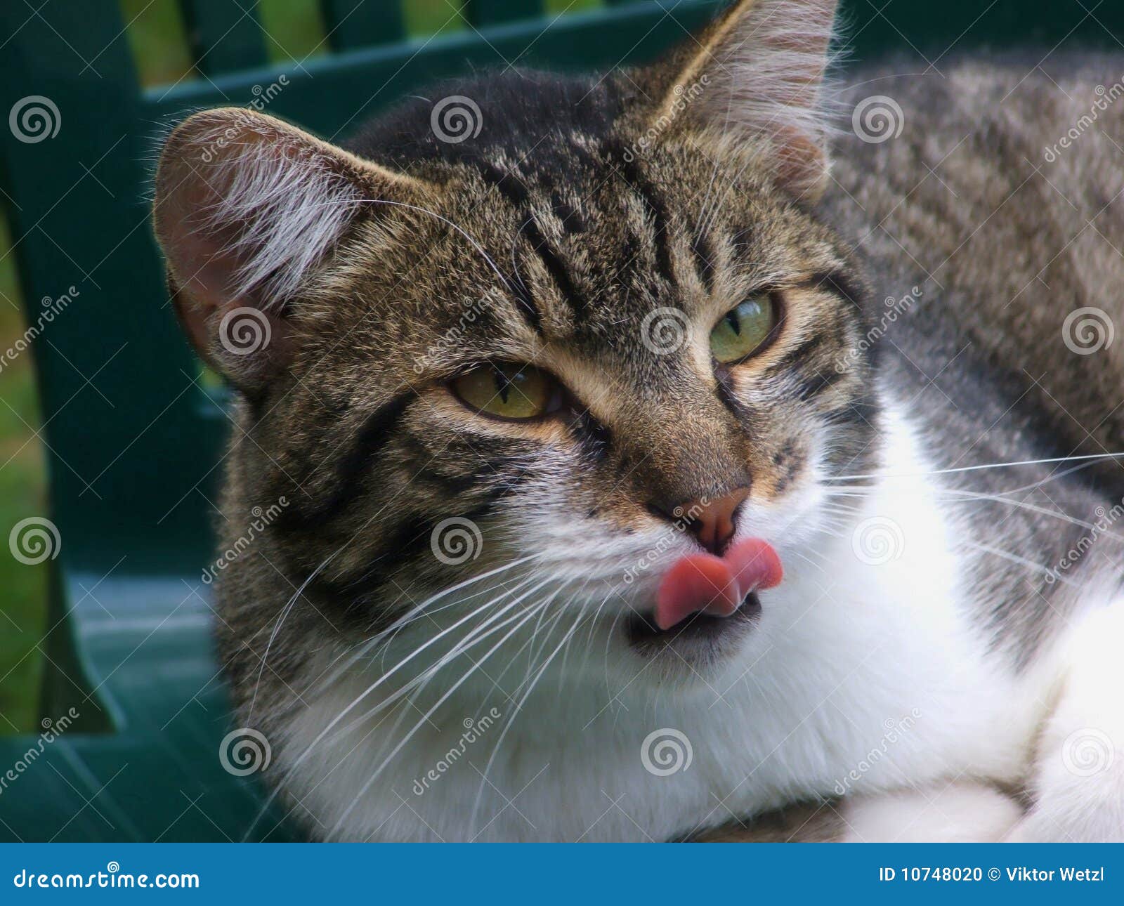 Hungry cat stock photo. Image of brown, excited, excitement - 10748020