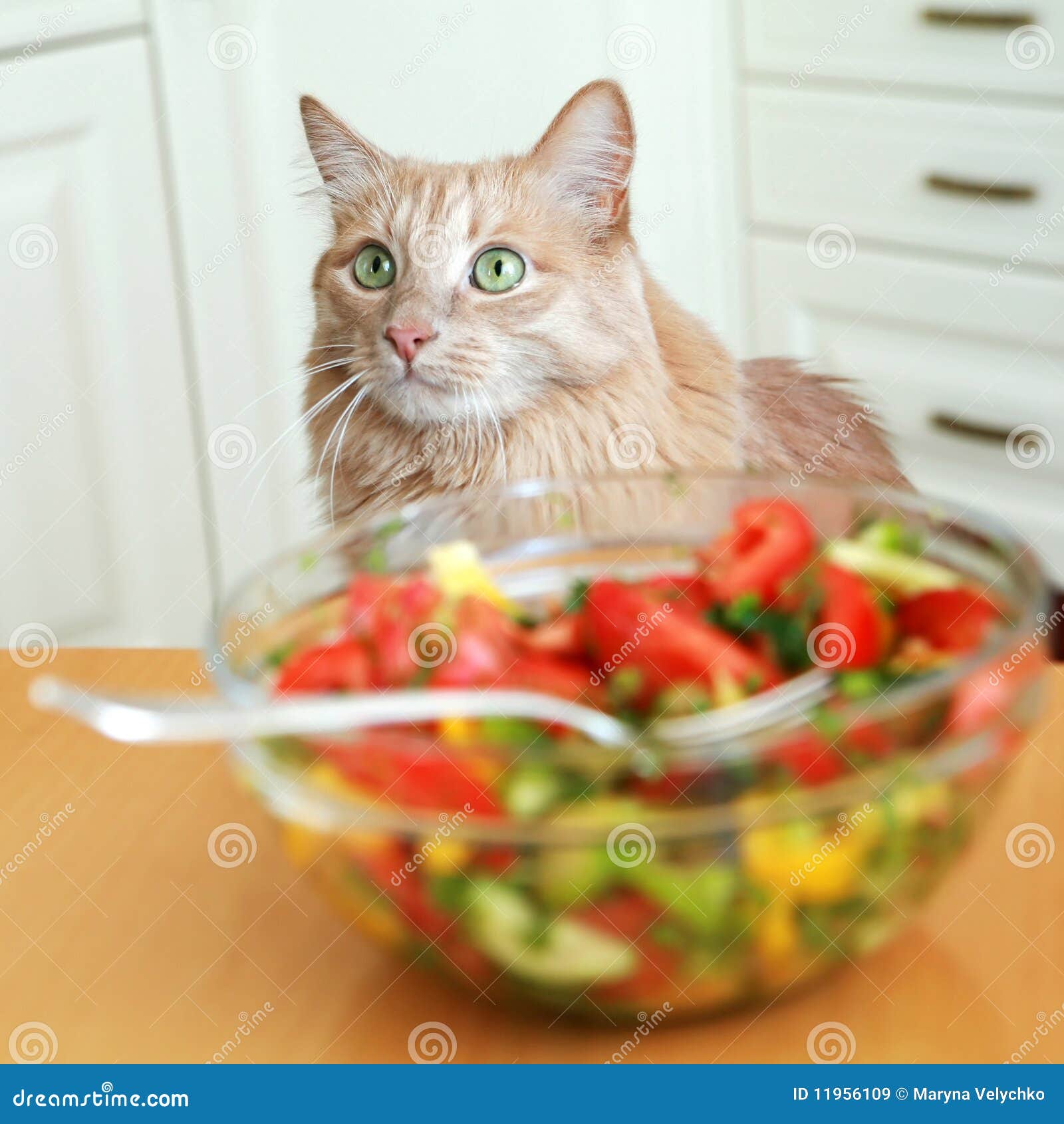 Hungry cat stock image. Image of cute, desire, kitchen - 11956109