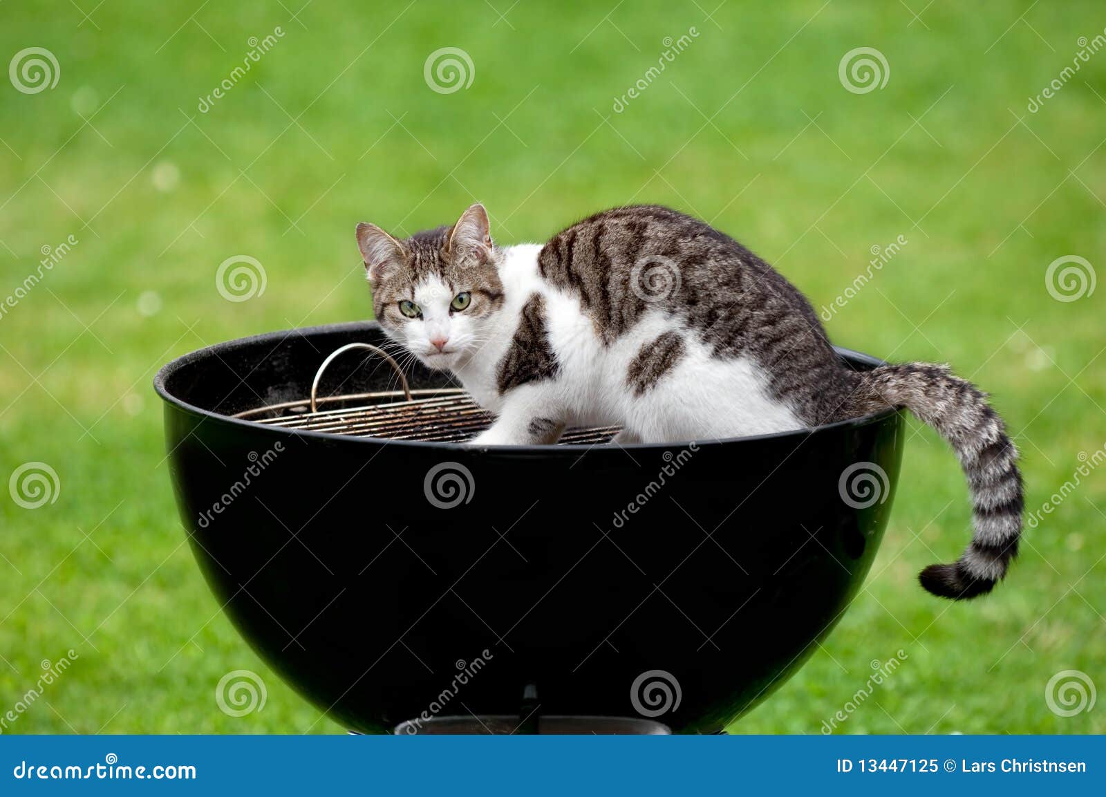 Hungry cat stock image. Image of stare, nose, starvation - 13447125