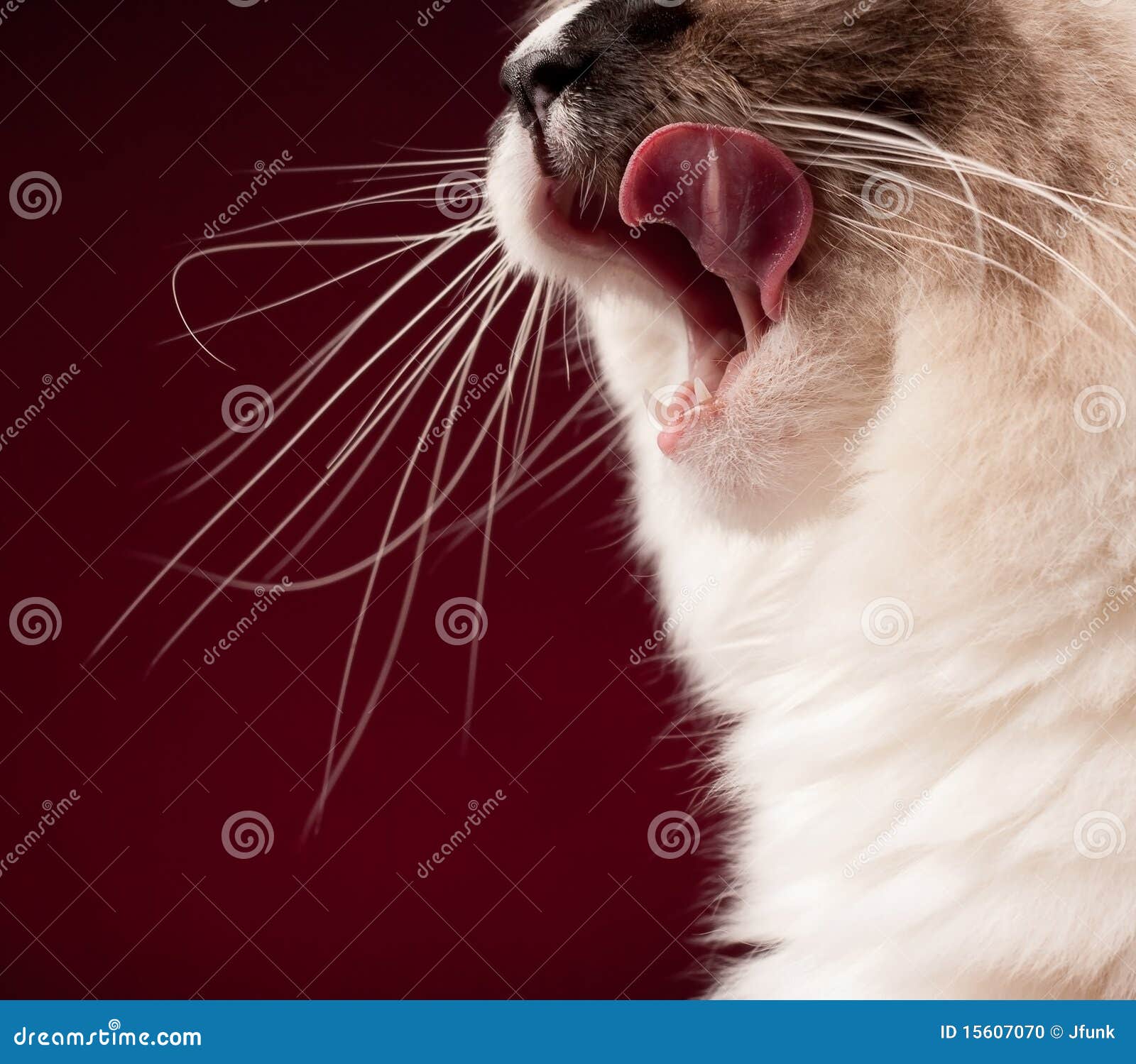 Hungry cat stock photo. Image of food, animal, feline - 15607070