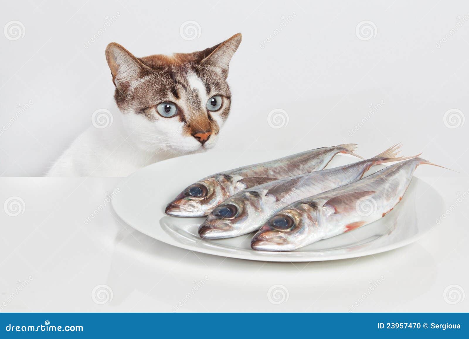 A hungry cat. stock photo. Image of expression, beautiful - 23957470