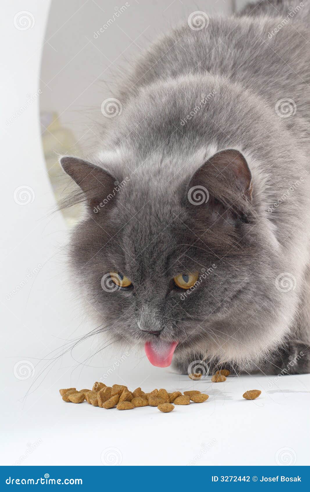 Hungry cat stock photo. Image of kitty, gray, british - 3272442