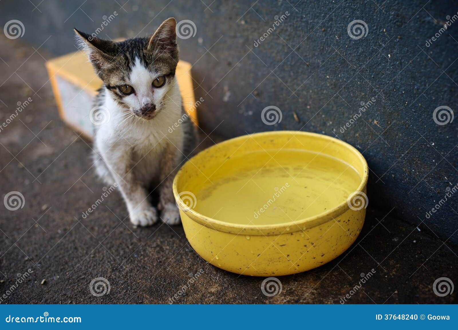 Hungry Cat stock photo. Image of lonely, hungry, stare - 37648240