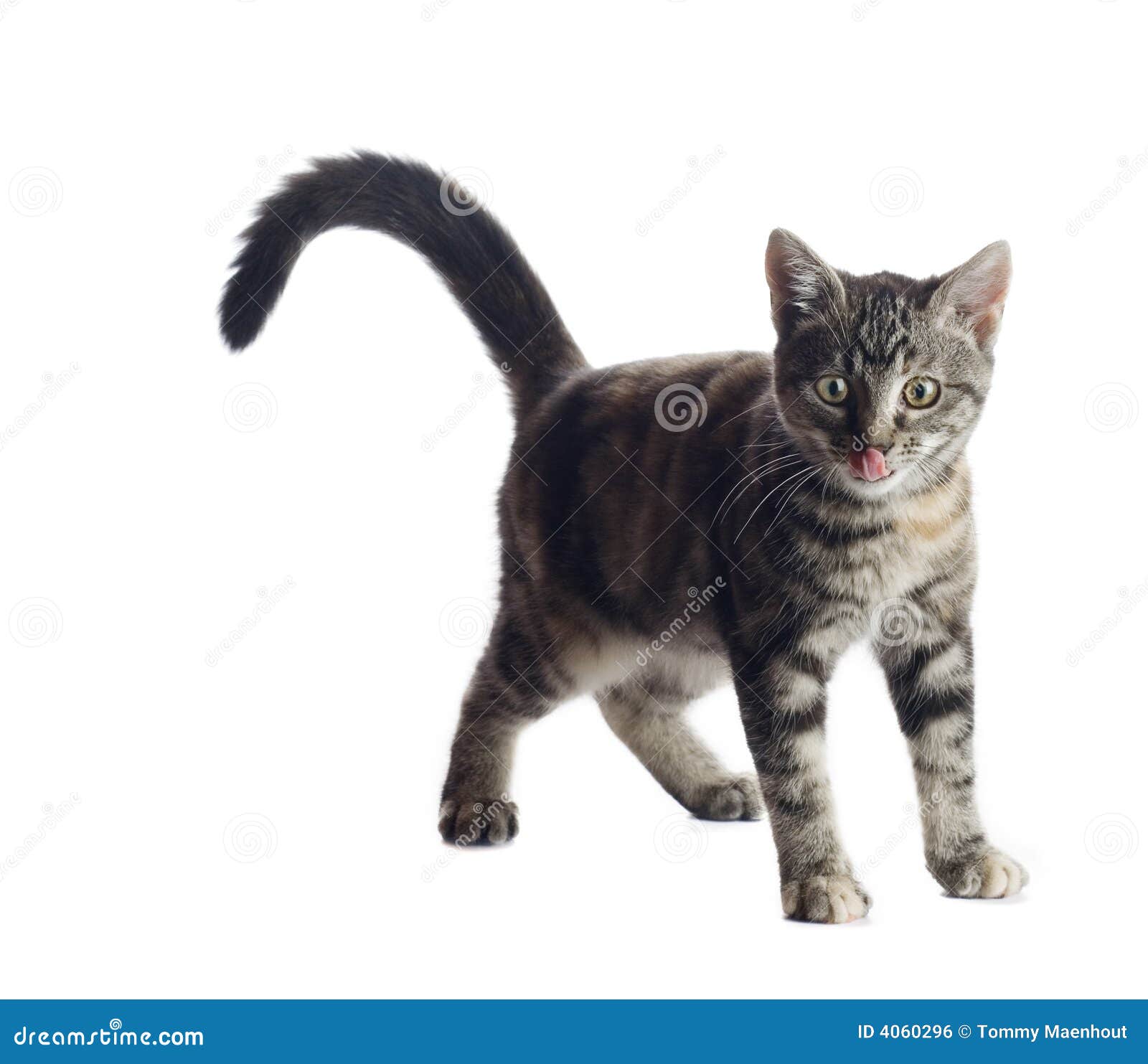 Hungry cat stock photo. Image of young, animal, grey, kitten - 4060296
