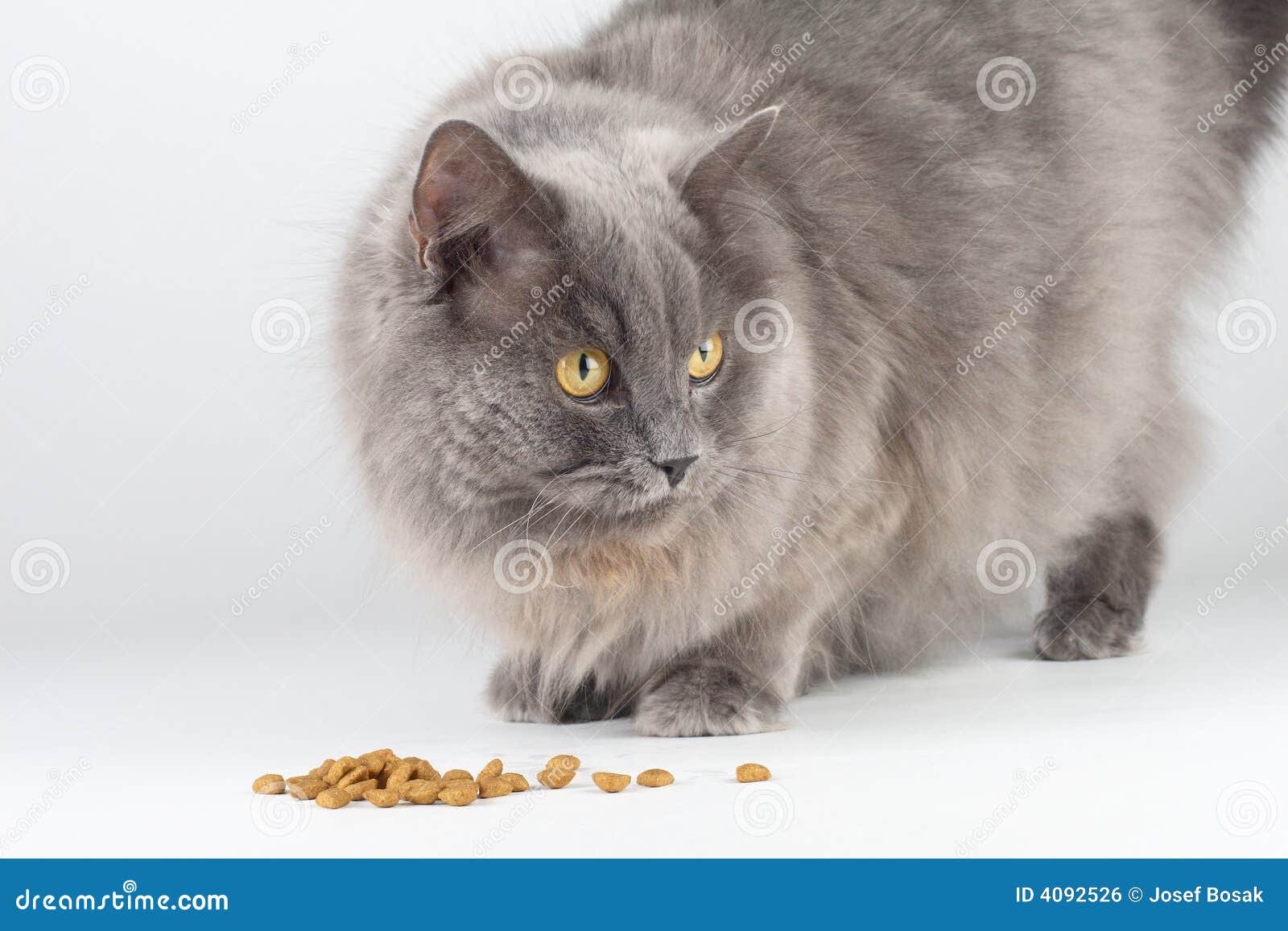 Hungry cat stock photo. Image of hairy, lovely, purebred - 4092526