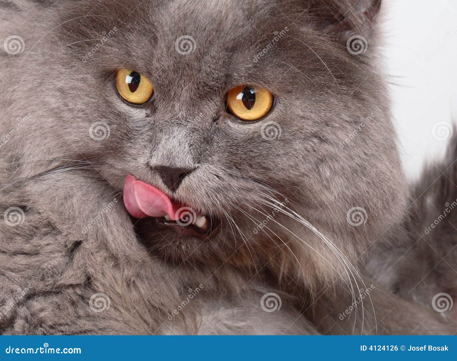 Hungry cat stock photo. Image of kitty, grey, purebred - 4124126