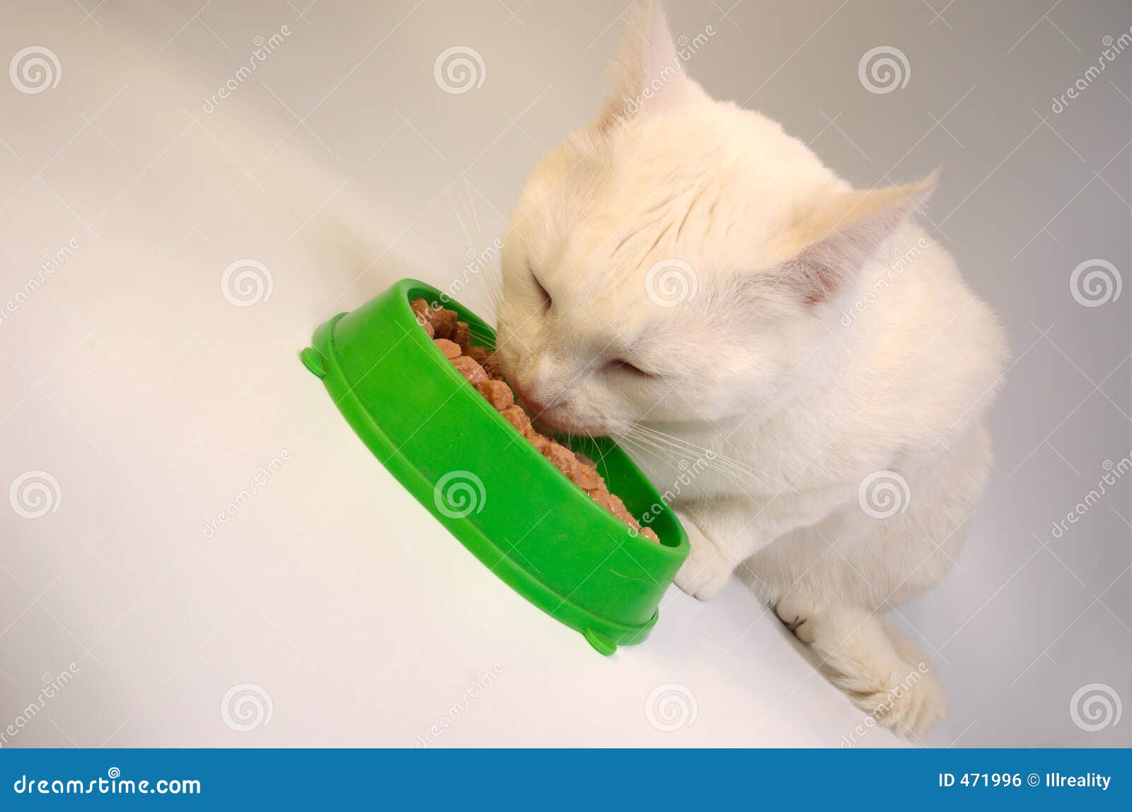 Hungry cat stock photo. Image of hunger, meat, provender - 471996