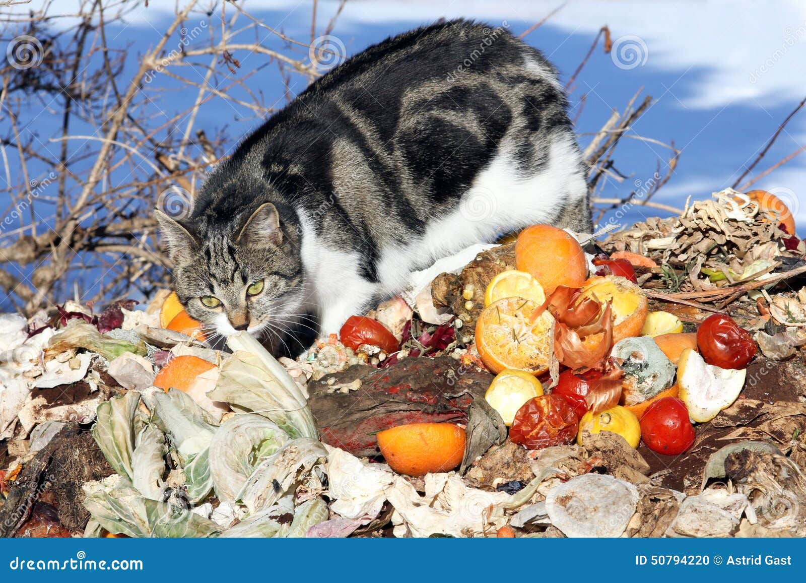 Hungry cat stock photo. Image of animal, cruelty, kitchen - 50794220