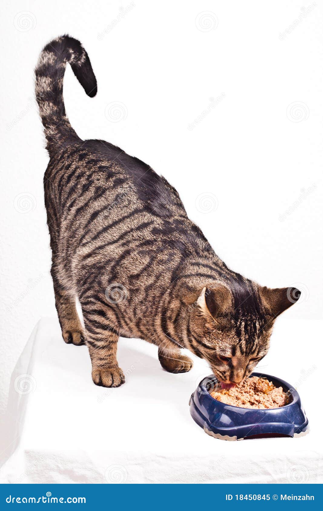 Hungry cat eating stock image. Image of head, fresh, cats - 18450845