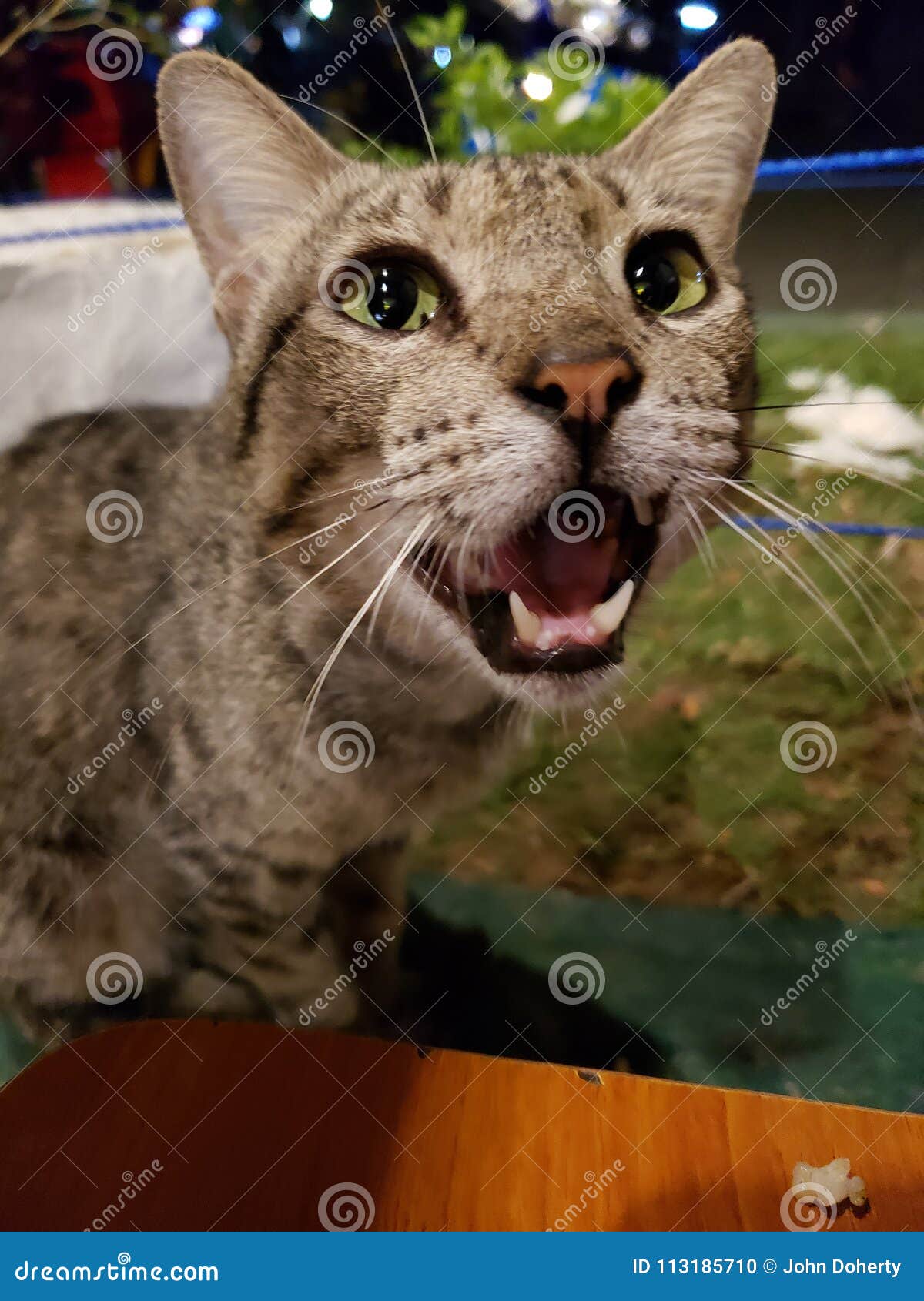 Hungry Cat stock photo. Image of hungry, dinner, eating - 113185710