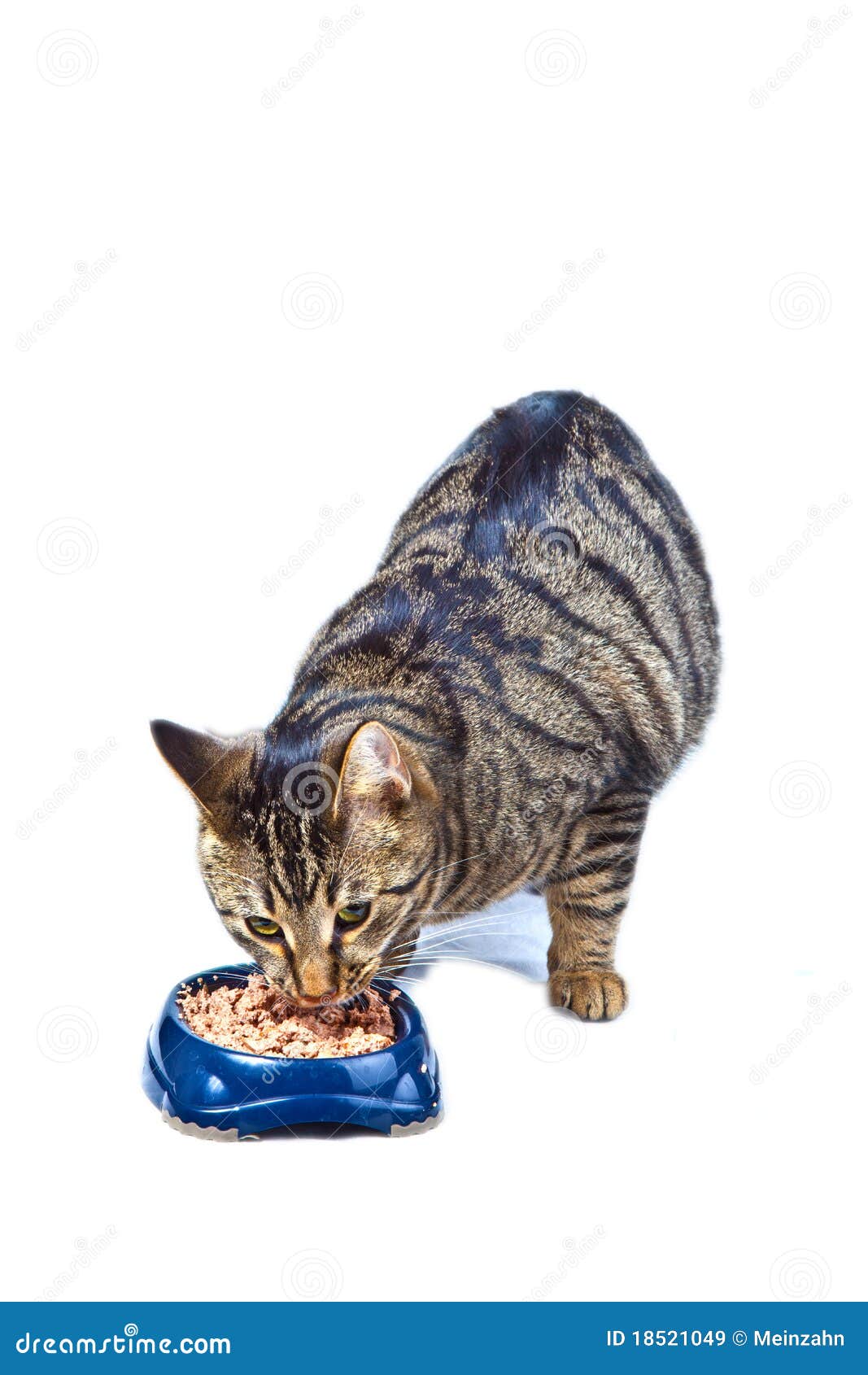 Hungry Cat Eating from the Food Bowl Stock Image - Image of domestic ...