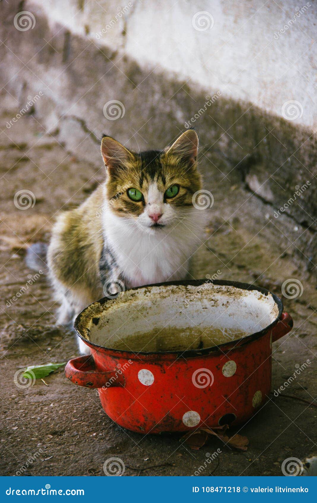 A hungry cat stock photo. Image of poor, hungry, dirty - 108471218