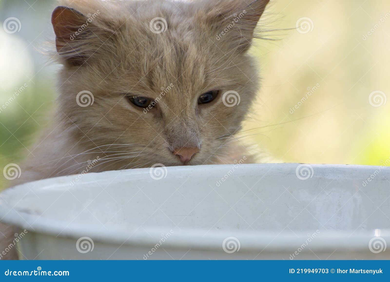 A Hungry Cat Looks into an Empty Bowl Stock Image - Image of funny ...