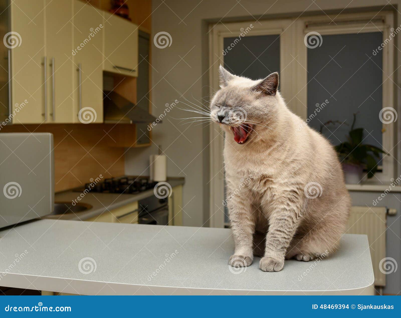 Hungry cat stock photo. Image of lovely, inside, house - 48469394