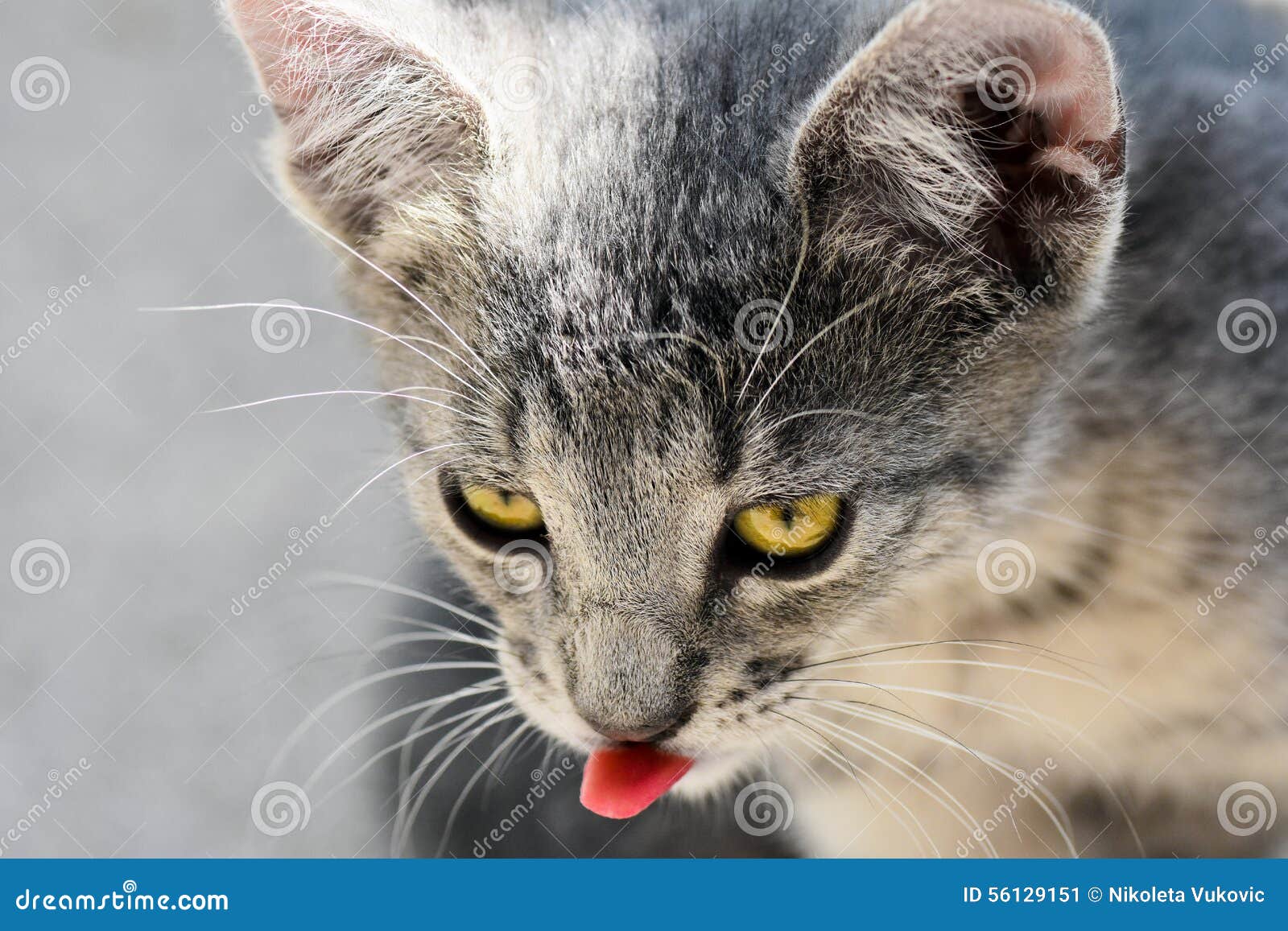 Hungry cat stock image. Image of yellow, animal, gray - 56129151