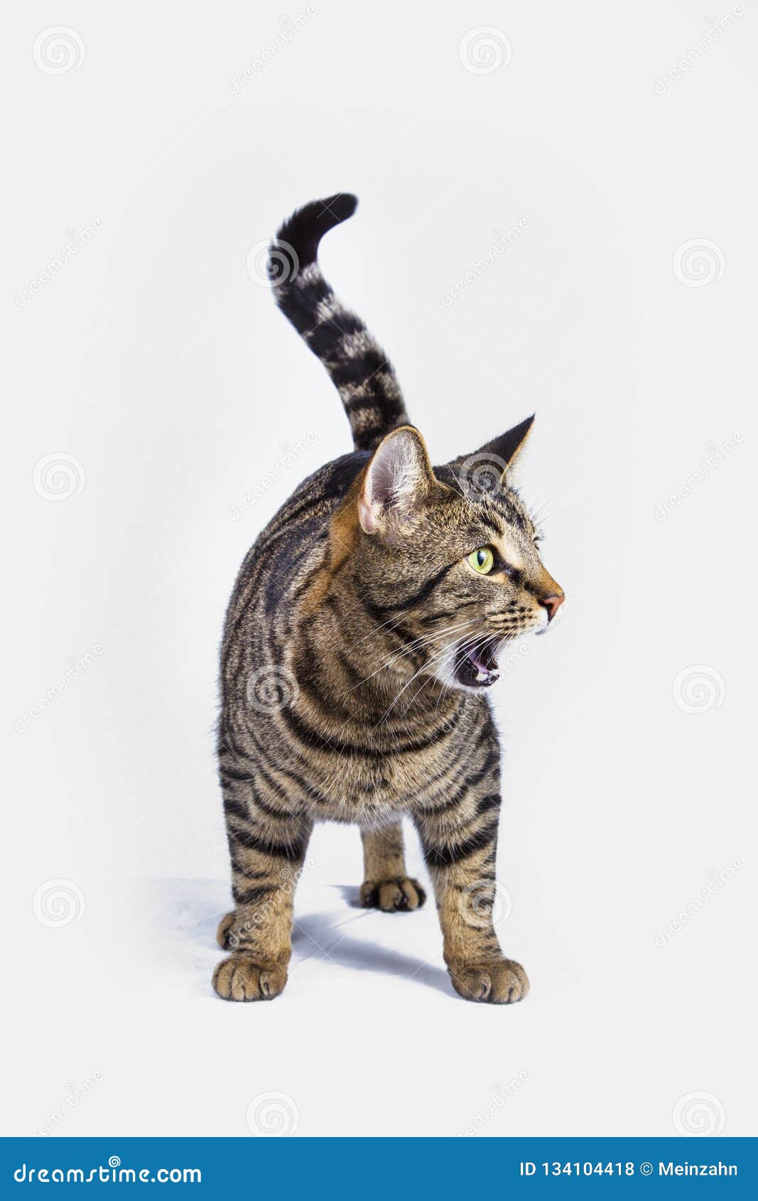 Hungry cat shouting stock photo. Image of isolated, attention - 134104418