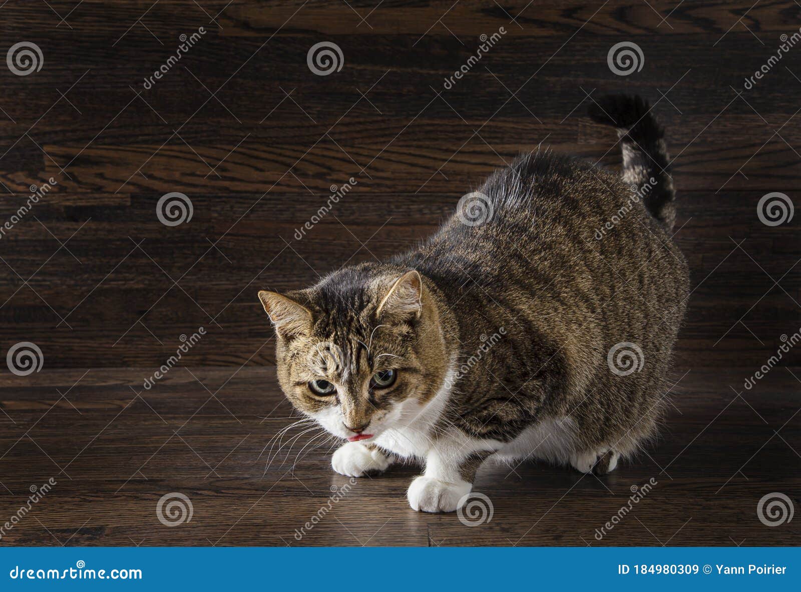 Hungry cat stock image. Image of floor, expression, eyes - 184980309