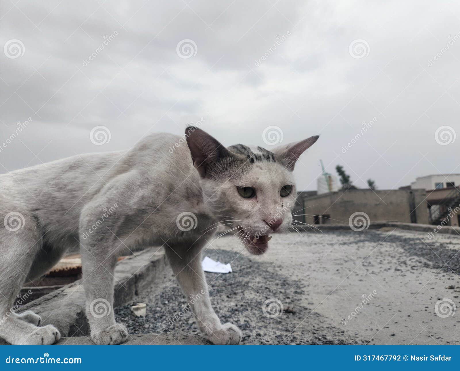 A Hungry Cat Who Has Become Very Weak because of Hunger Stock Photo ...