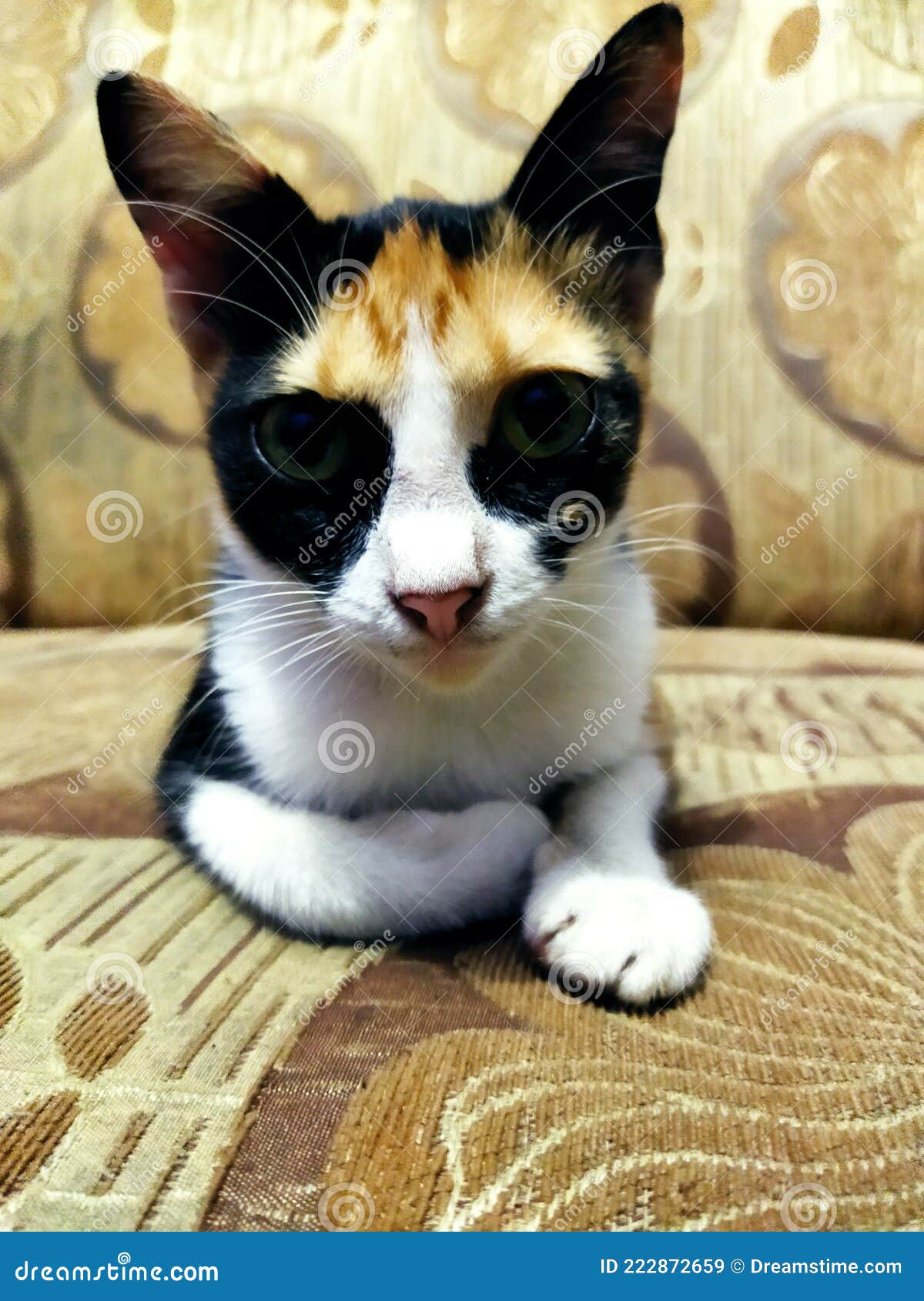 Hungry Cat stock image. Image of master, looking, hungry - 222872659