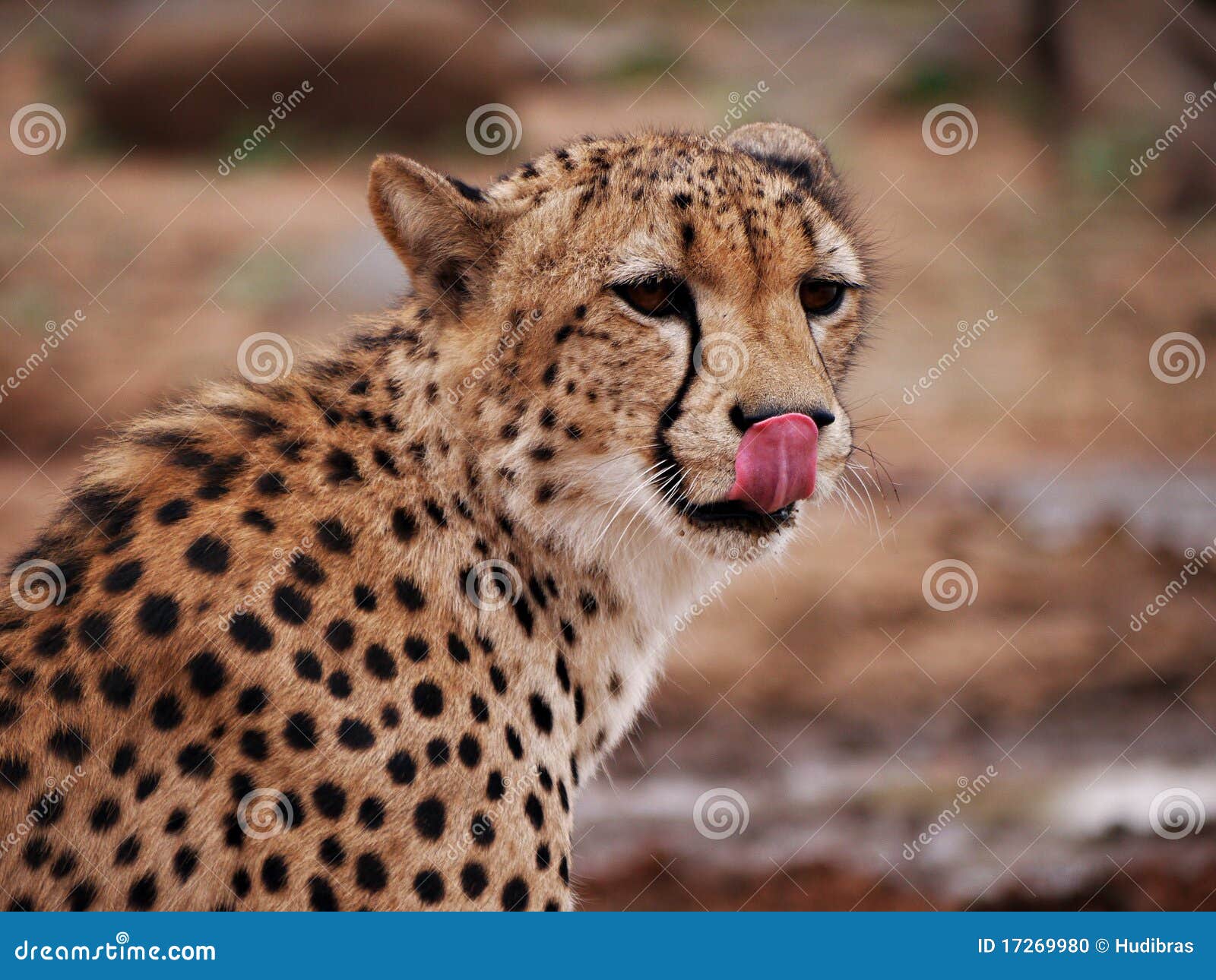 Hungry Cheetah stock photo. Image of animals, south, game - 17269980