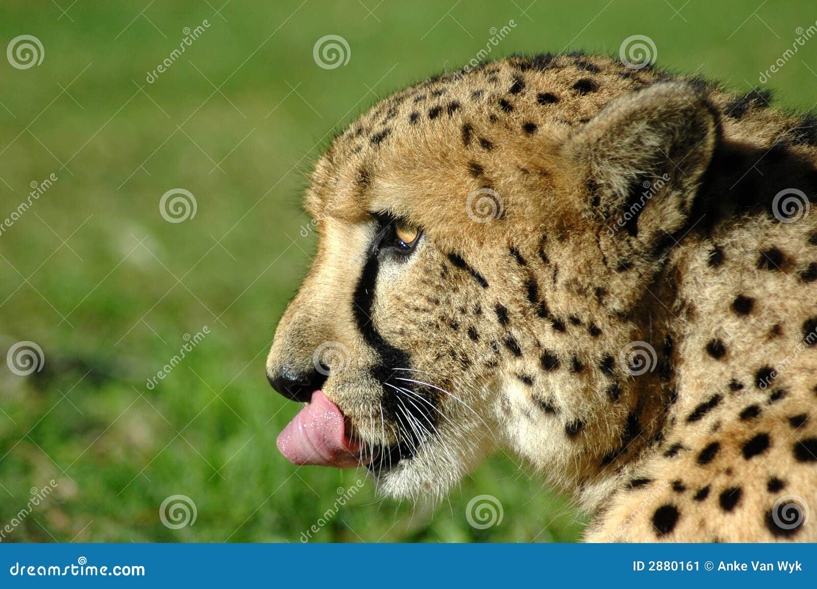Hungry Cheetah stock image. Image of cleaning, feeding - 2880161