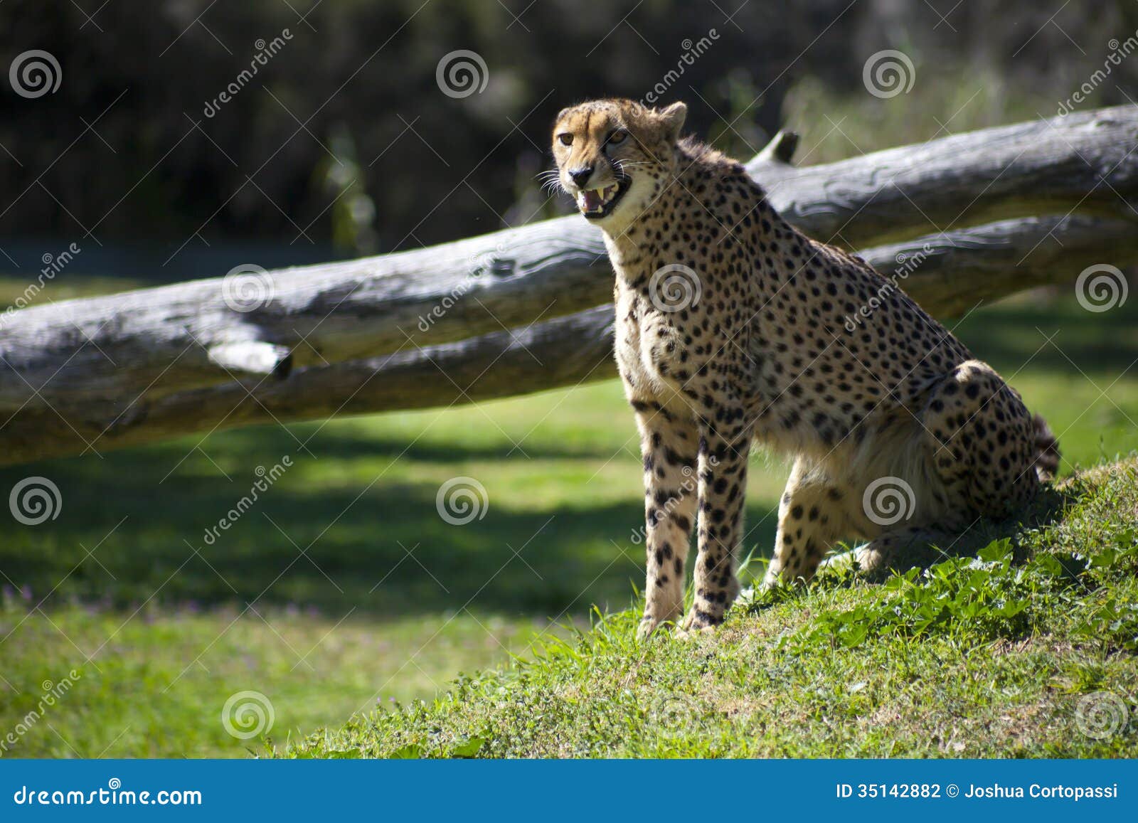 Hungry Cheetah stock photo. Image of beautiful, africa - 35142882