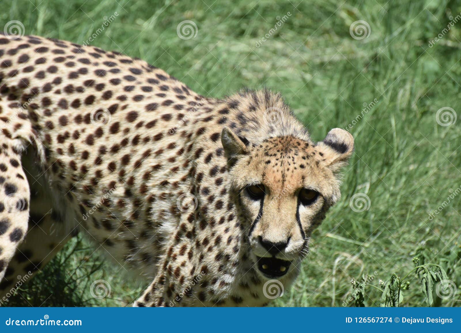 Hungry Cheetah with His Mouth Open Looking Agitated Stock Photo - Image ...