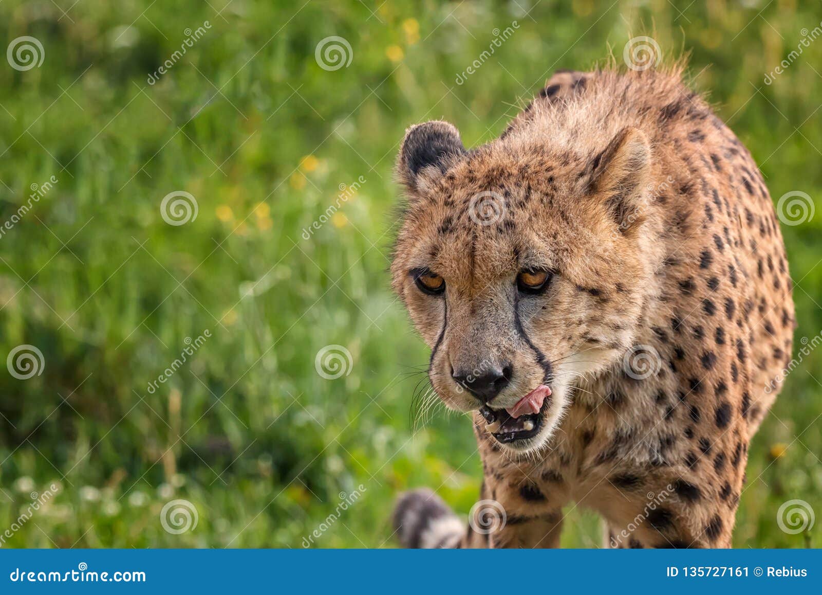 Hungry Cheetah Royalty-Free Stock Photography | CartoonDealer.com #2880161