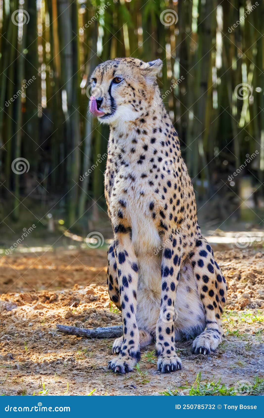 Hungry Cheetah Royalty-Free Stock Photography | CartoonDealer.com #2880161