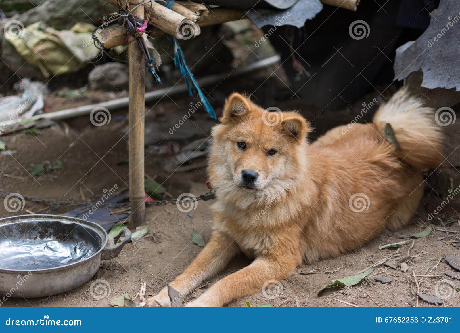Hungry Chinese Rural Dog stock image. Image of dogs, golden - 67652253