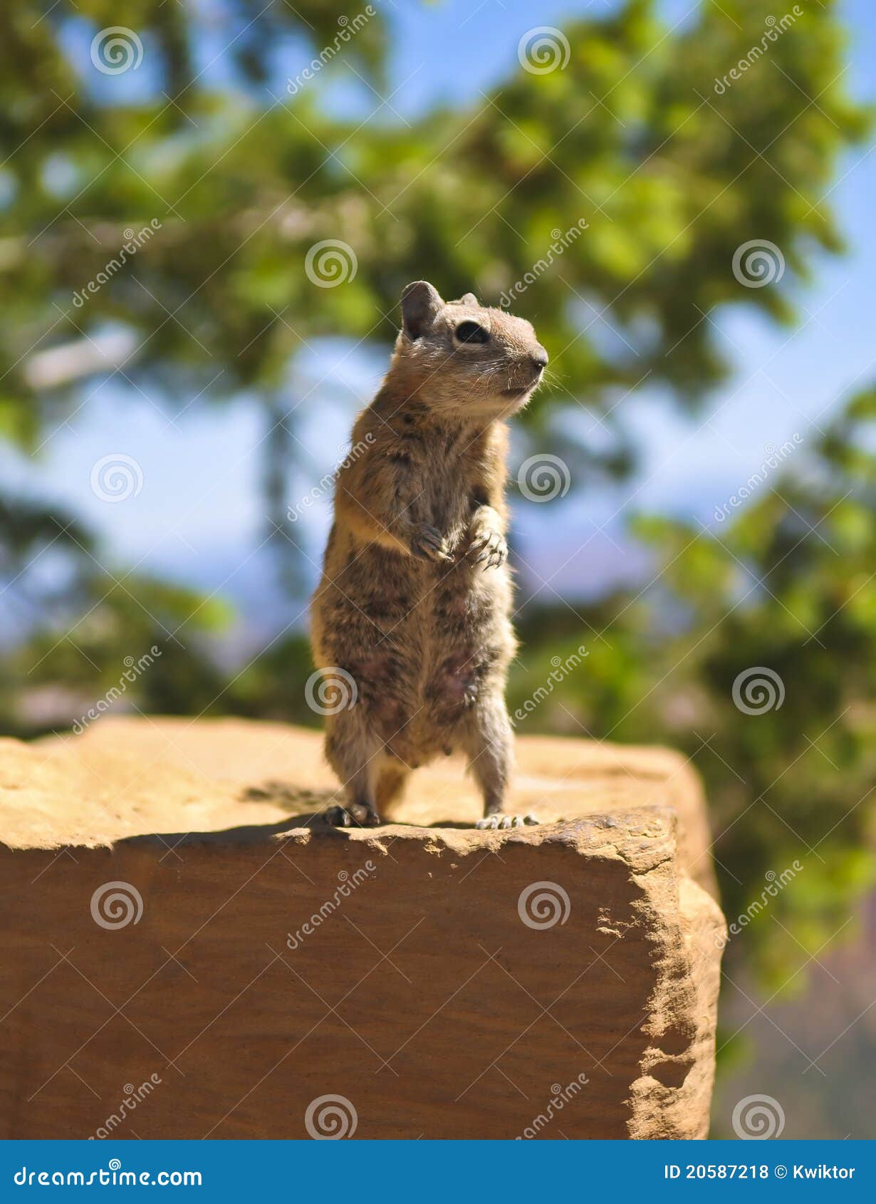 Hungry Chipmunk stock photo. Image of wild, fluffy, posing - 20587218
