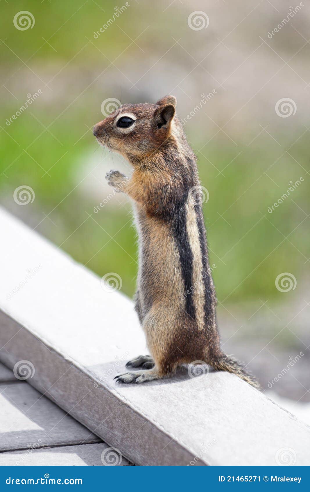 Hungry Chipmunk stock image. Image of fuzzy, standing - 21465271