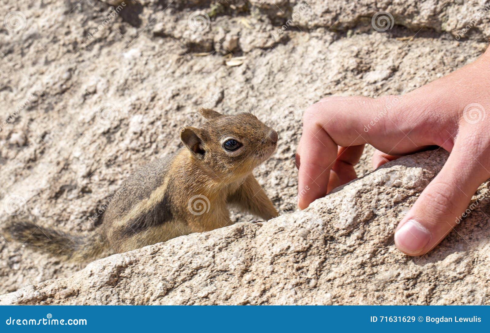 Hungry Chipmunk stock image. Image of friendly, feeding - 71631629