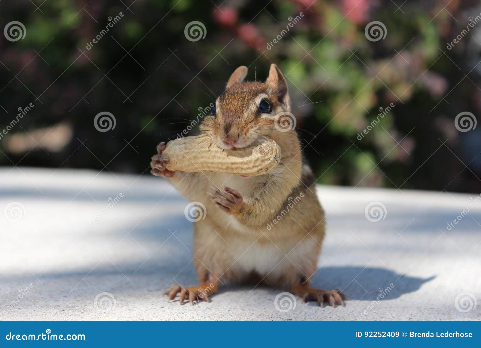 Hungry Chipmunk stock image. Image of supper, chipmunk - 92252409