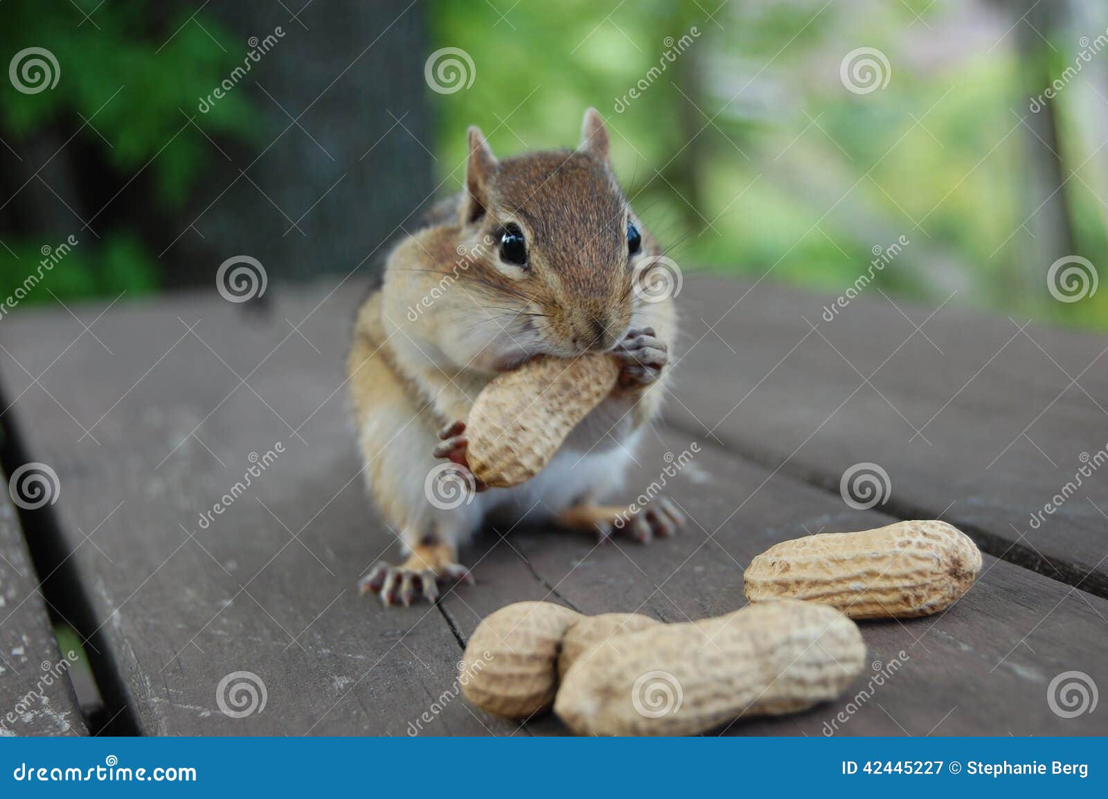 Hungry Chipmunk stock image. Image of furry, small, eating - 42445227