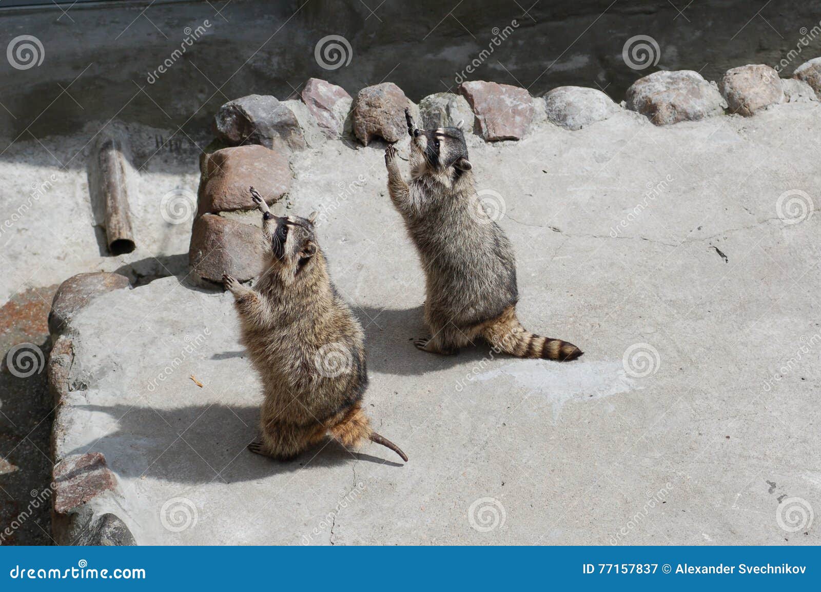 Hungry coons stock image. Image of hungry, feed, coons - 77157837