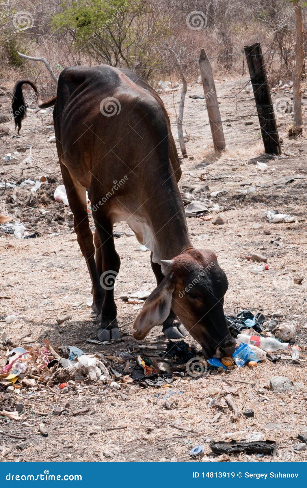 Hungry cow stock image. Image of pollution, packaging - 14813919