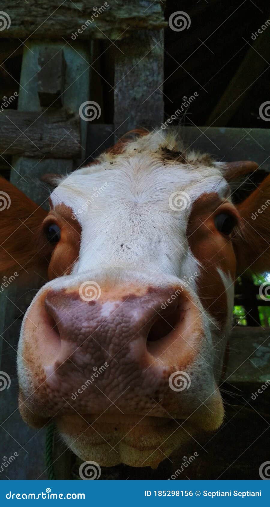 A hungry cow stock photo. Image of animal, hungry, animals - 185298156