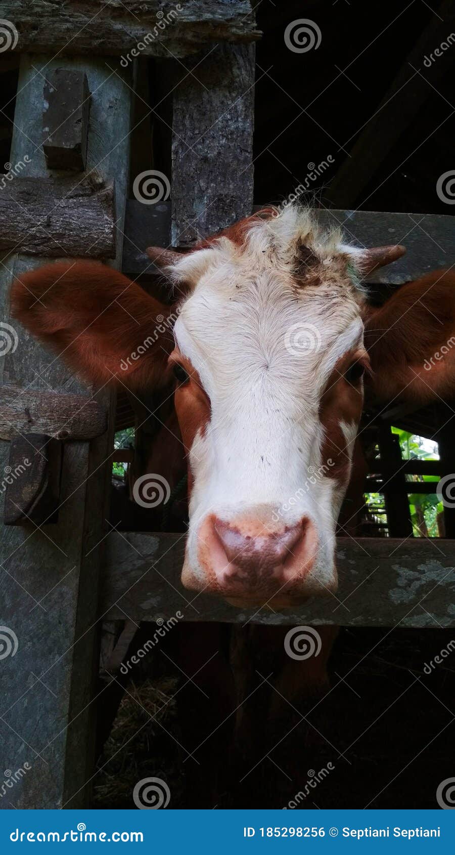 A hungry cow stock photo. Image of bovine, wildlife - 185298256