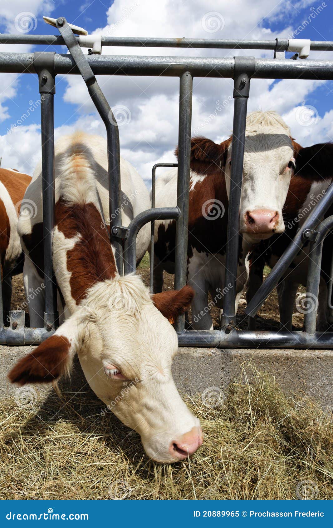 Hungry cow stock image. Image of production, countryside - 20889965