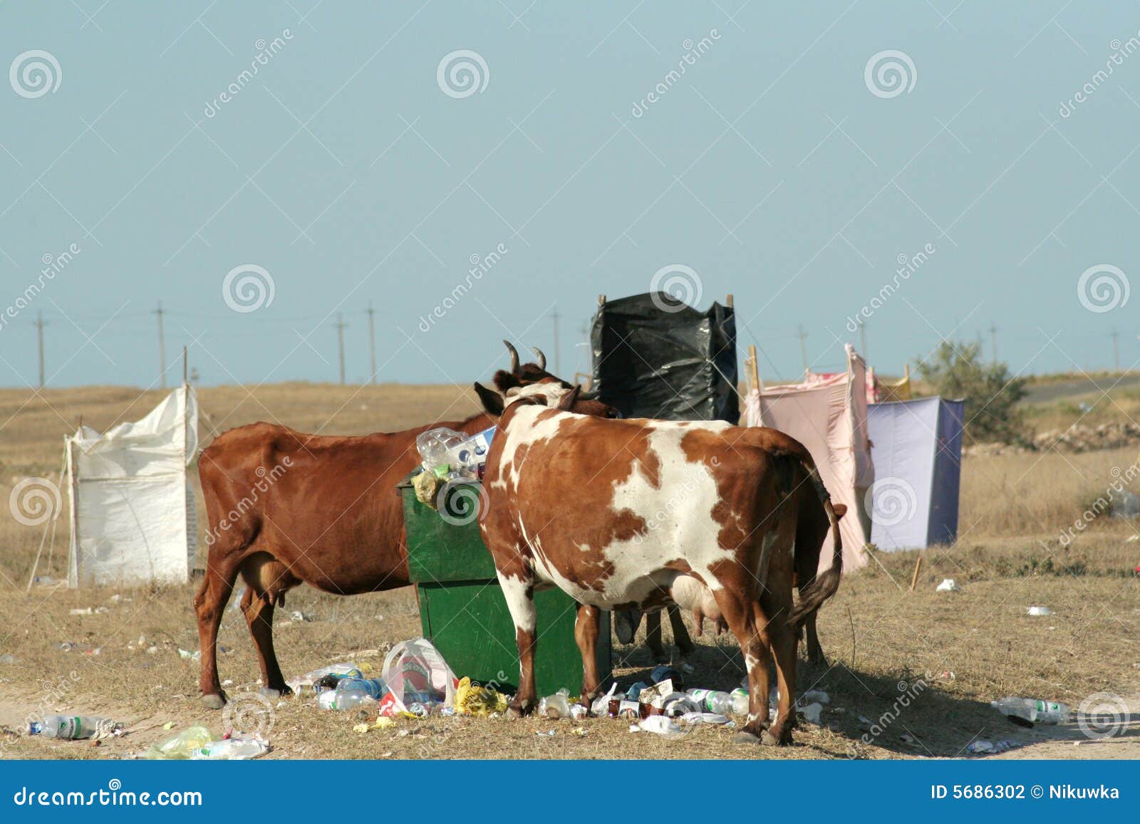 Hungry Cow Picture. Image: 5686302