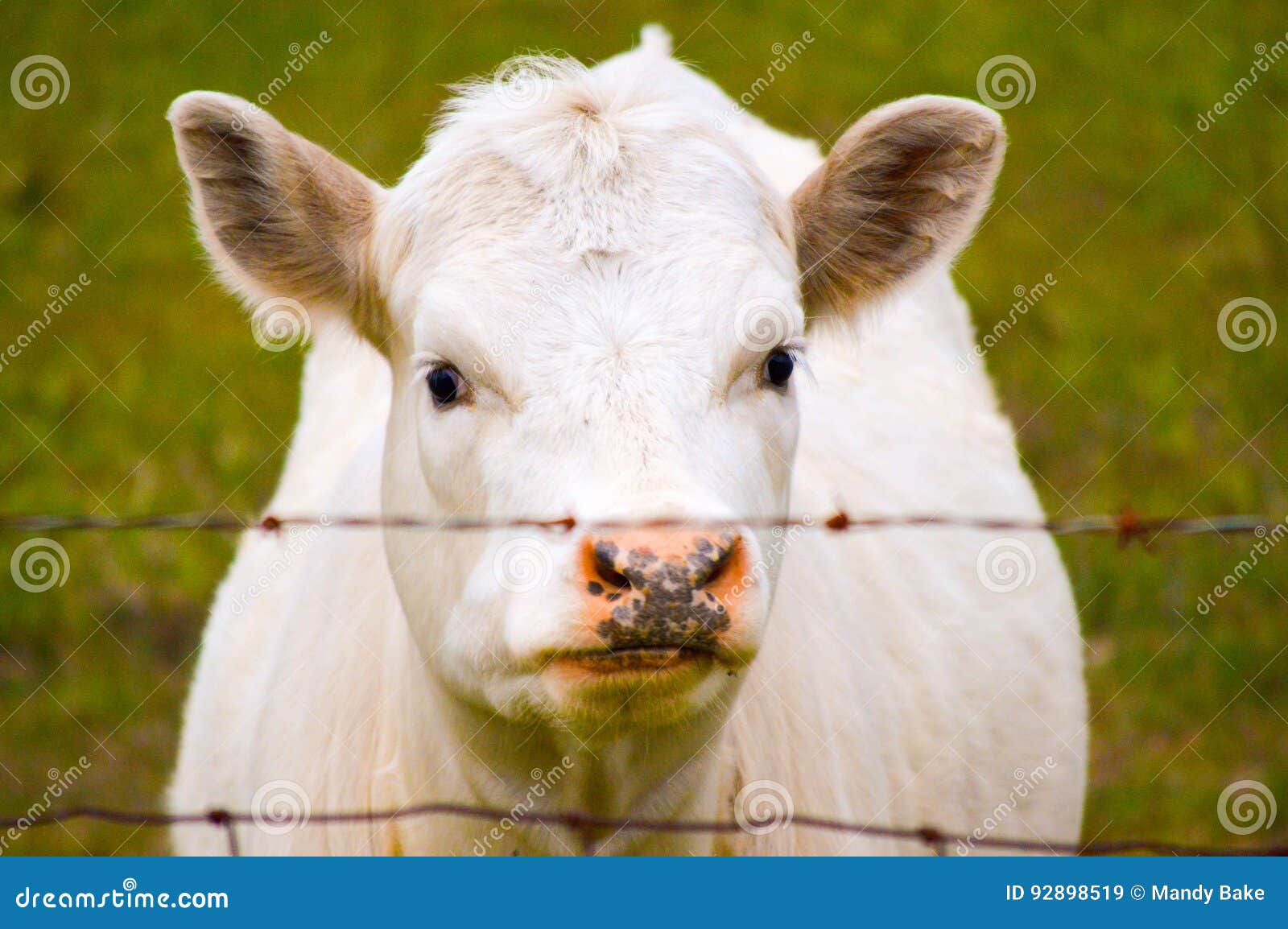 Hungry cow in the evening stock image. Image of countryside - 92898519