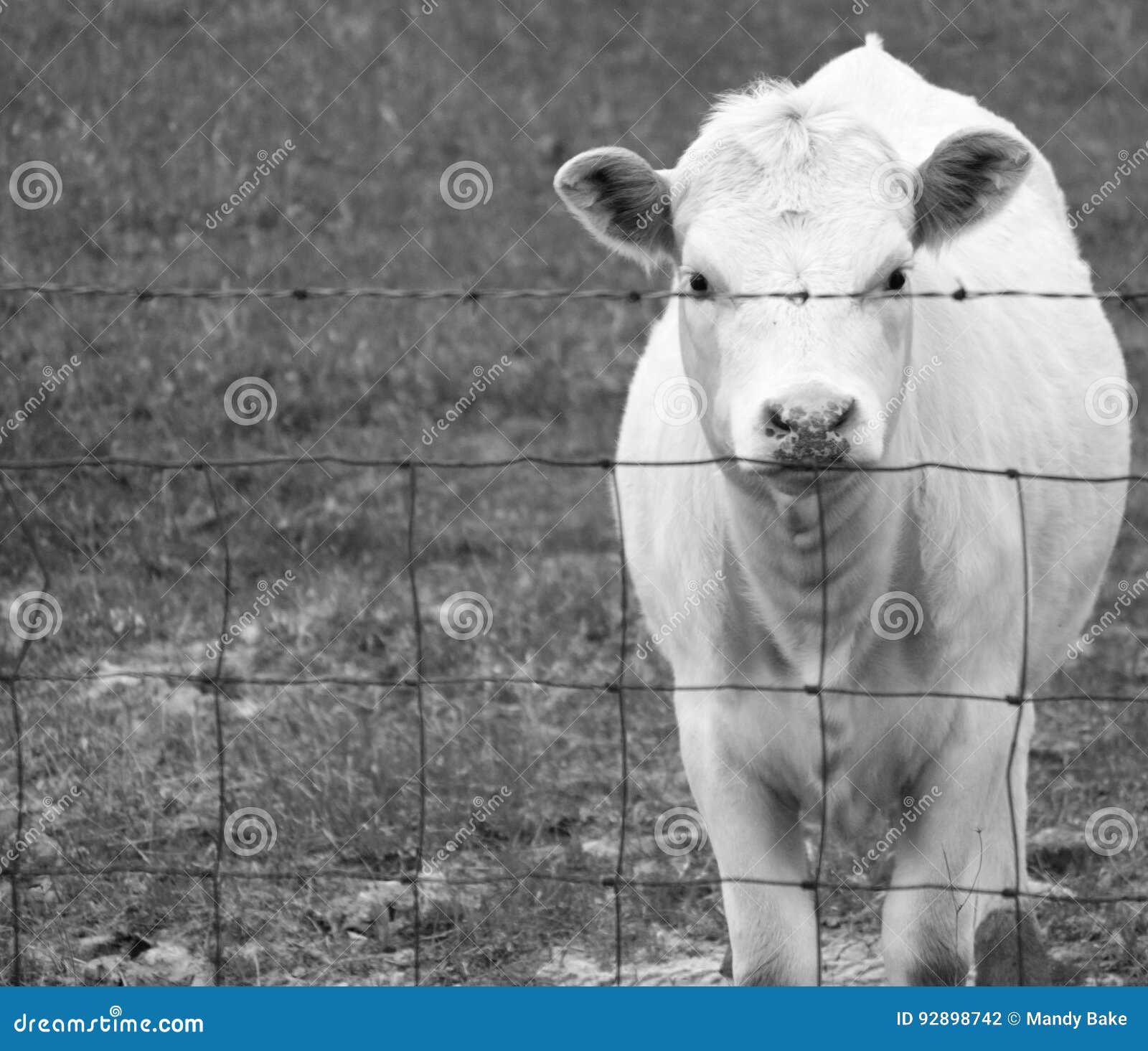 Hungry cow in the evening stock photo. Image of animal - 92898742
