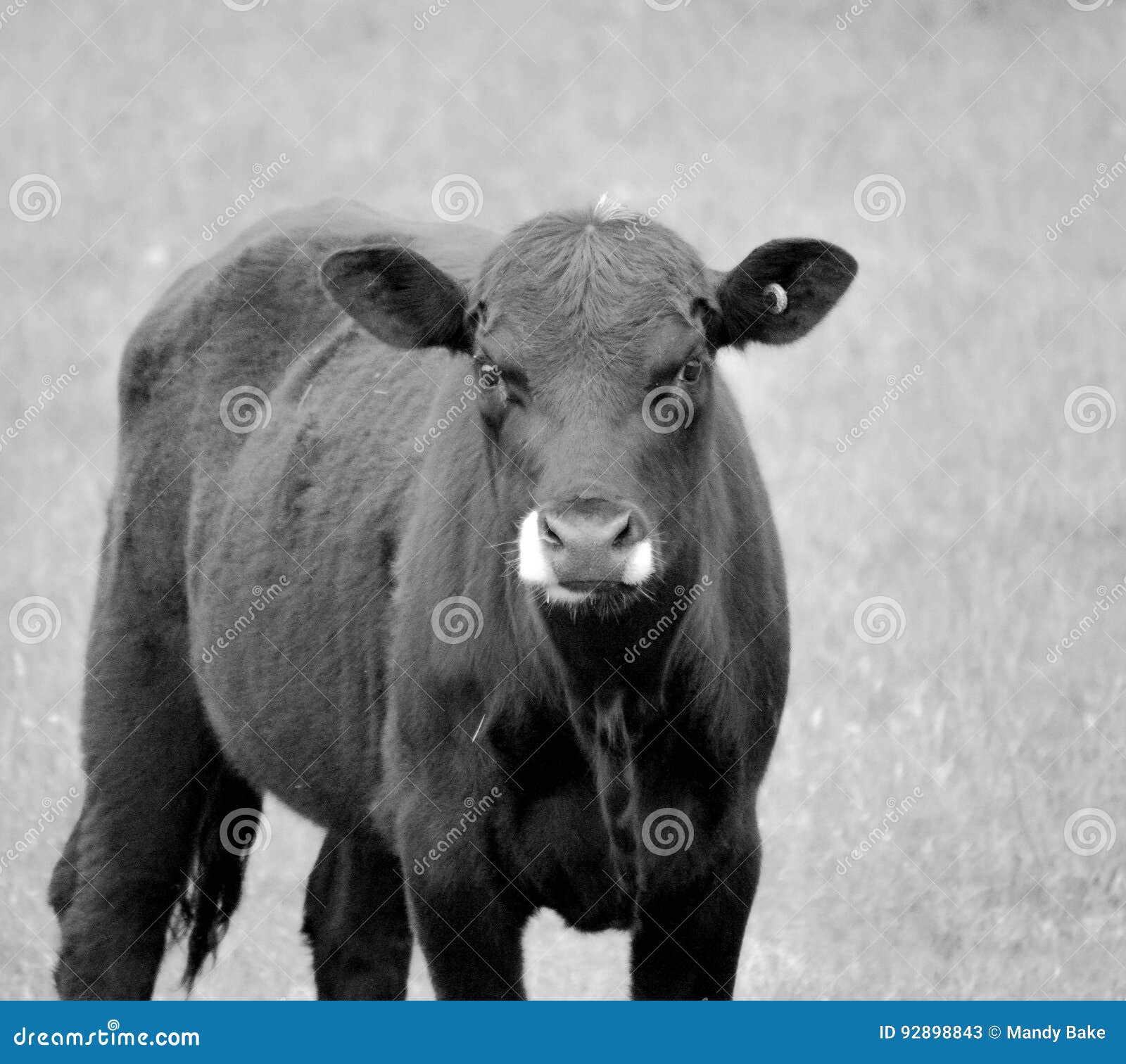 Hungry cow in the evening stock image. Image of farm - 92898843