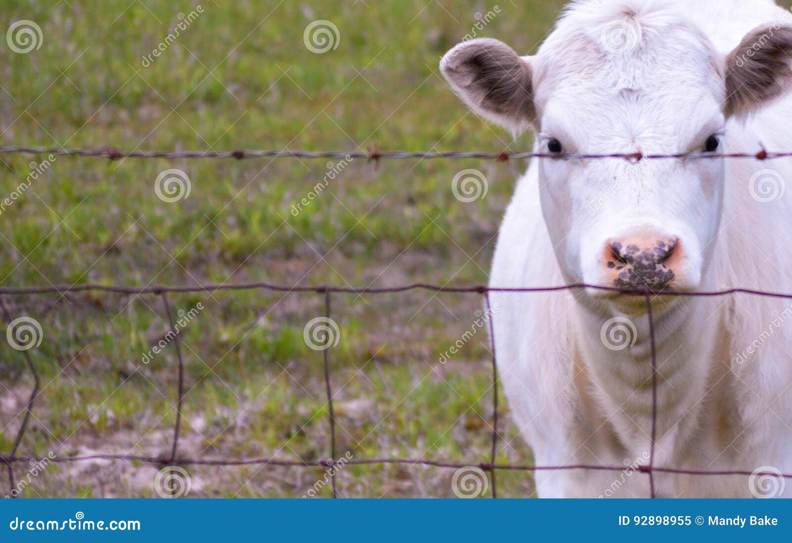 Hungry cow in the evening stock image. Image of grass - 92898955